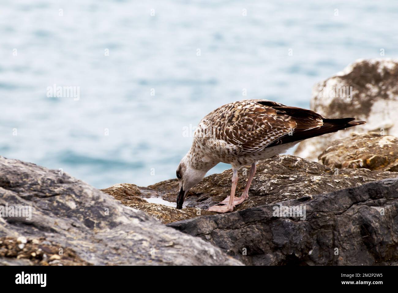 seagulls on the rocks Stock Photo - Alamy