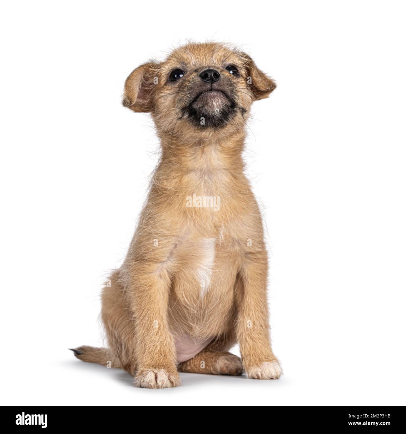 Cute light brown wire haired stray puppy dog, sitting up facing front ...