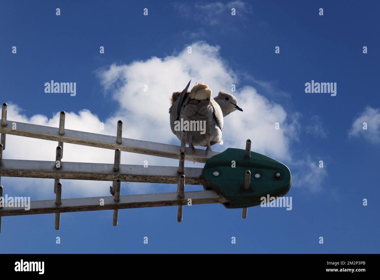 Portrait two pigeons standing hi-res stock photography and images - Alamy