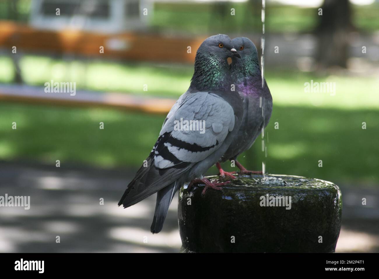 Pigeon bird flock uk hi-res stock photography and images - Alamy
