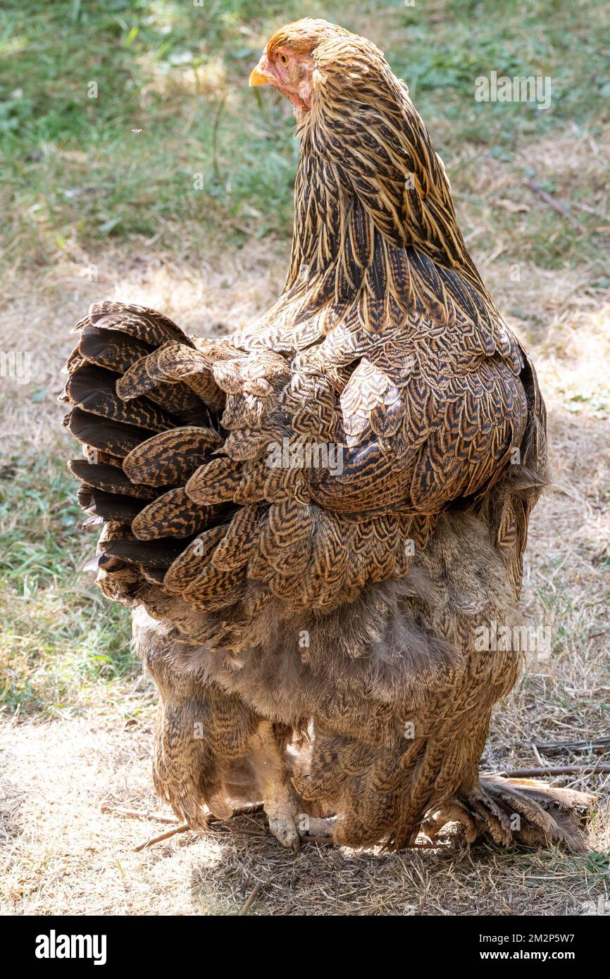 Brown brahma hen hi-res stock photography and images - Alamy