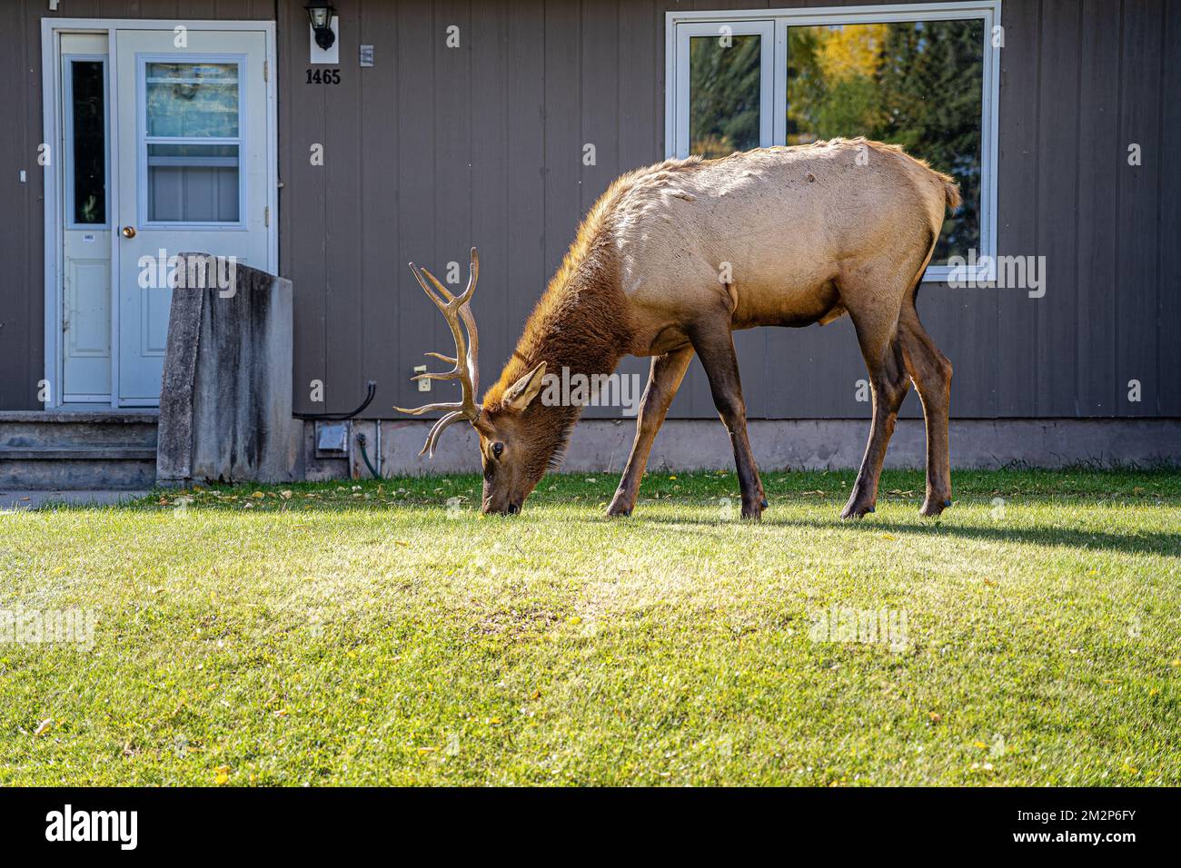 An elk grazing on a grass field at Prince Albert National Park in ...