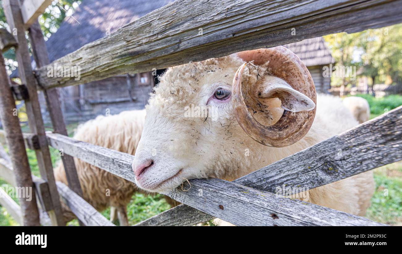 Sheep in the yard hi-res stock photography and images - Alamy