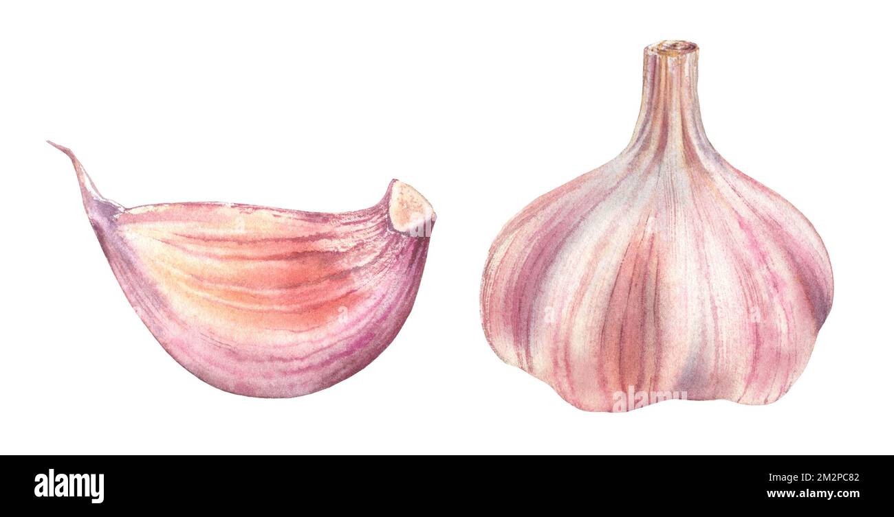 Watercolor garlic. Set of two design elements: purple whole and a small ...