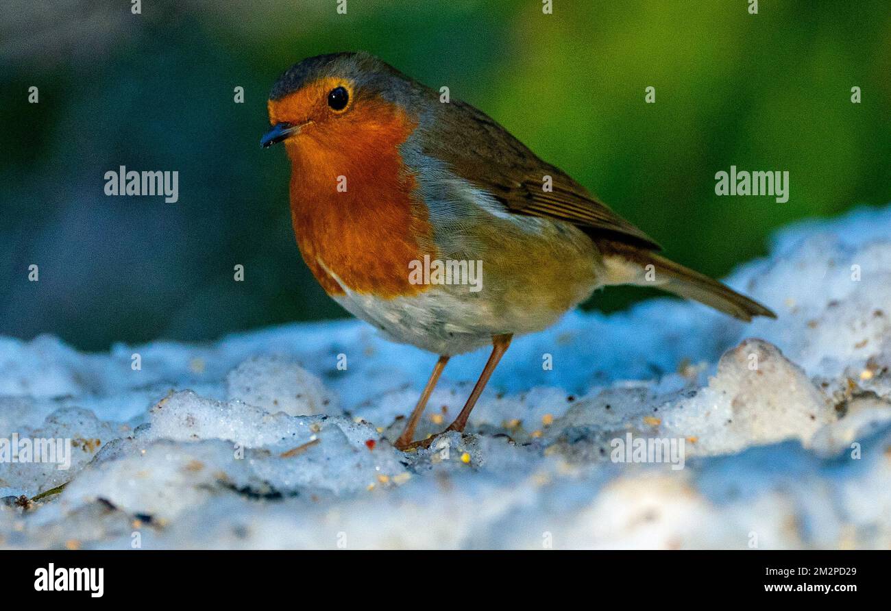 A Robin looks for food in the snow at Woolton Woods, in Liverpool ...