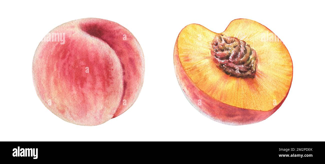 Watercolor set with two peaches. Realistic half and whole fruits ...