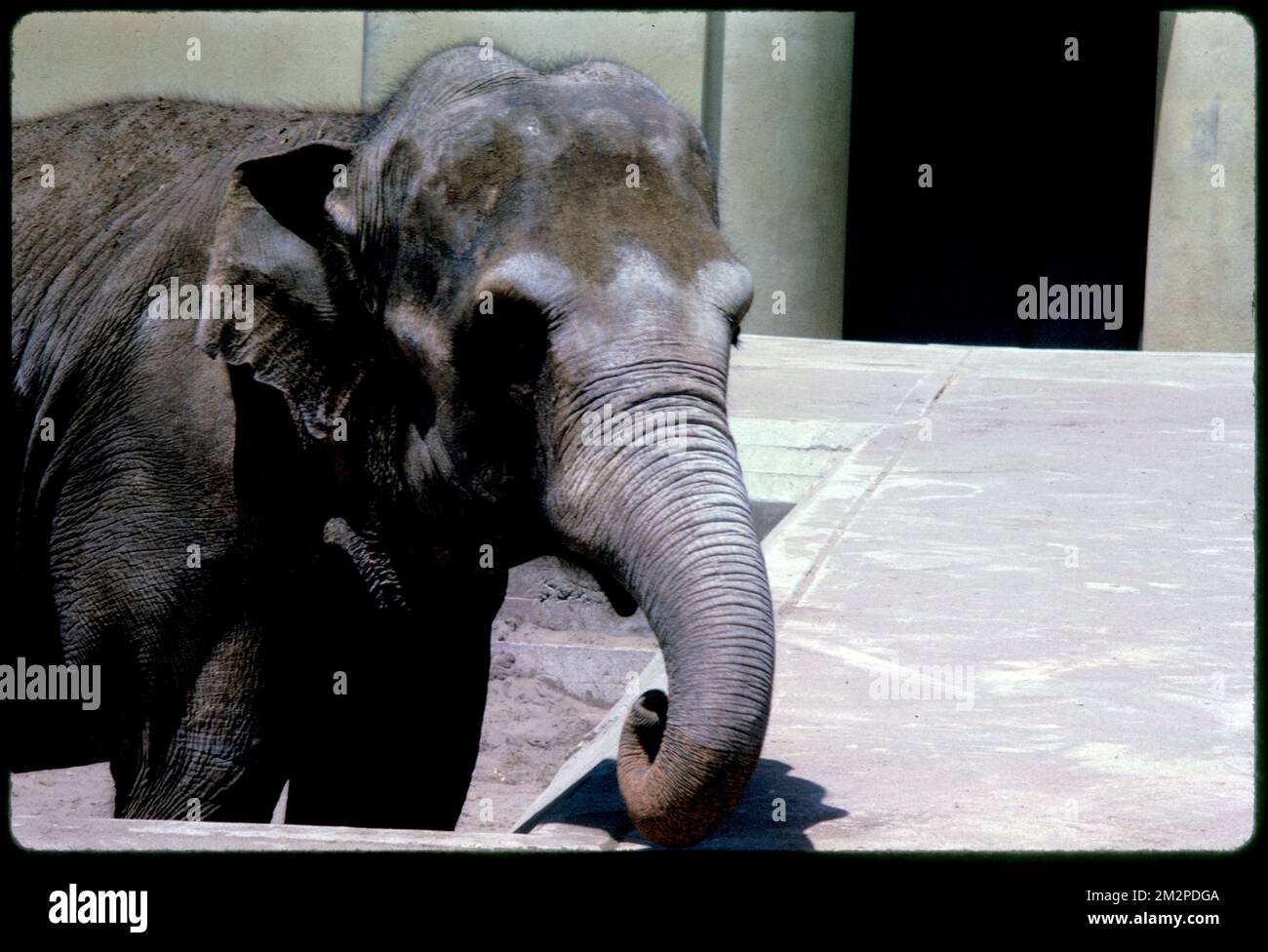 Elephant resting its trunk on a ledge, San Francisco Zoo , Elephants ...