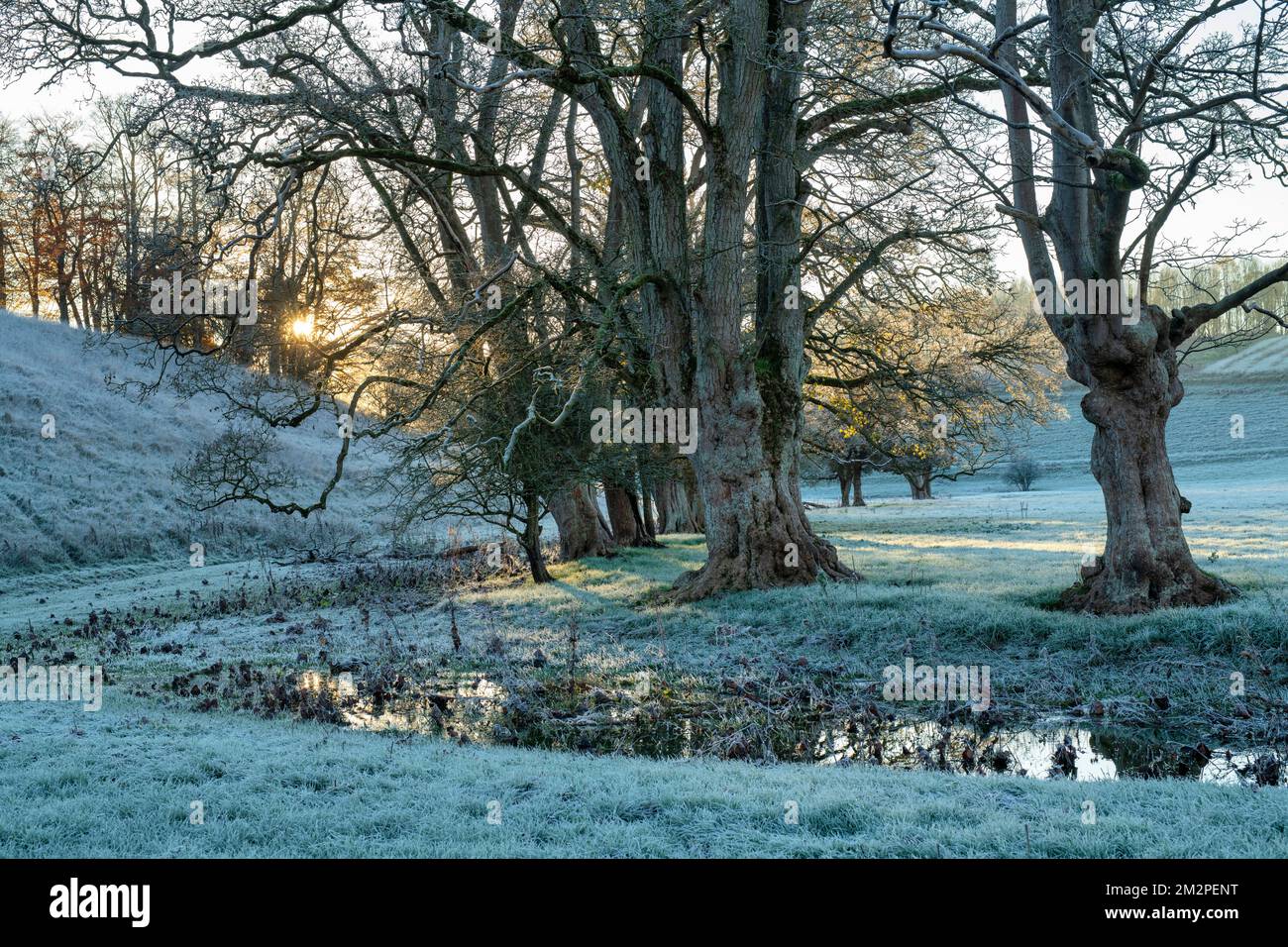 Trees and frost along the river leach on the Hatherop estate in the ...