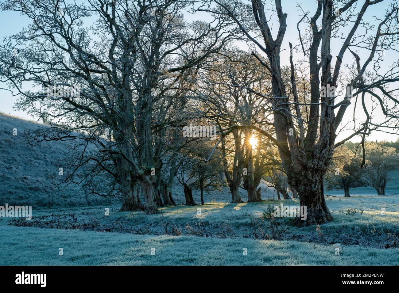 Trees and frost along the river leach on the Hatherop estate in the ...
