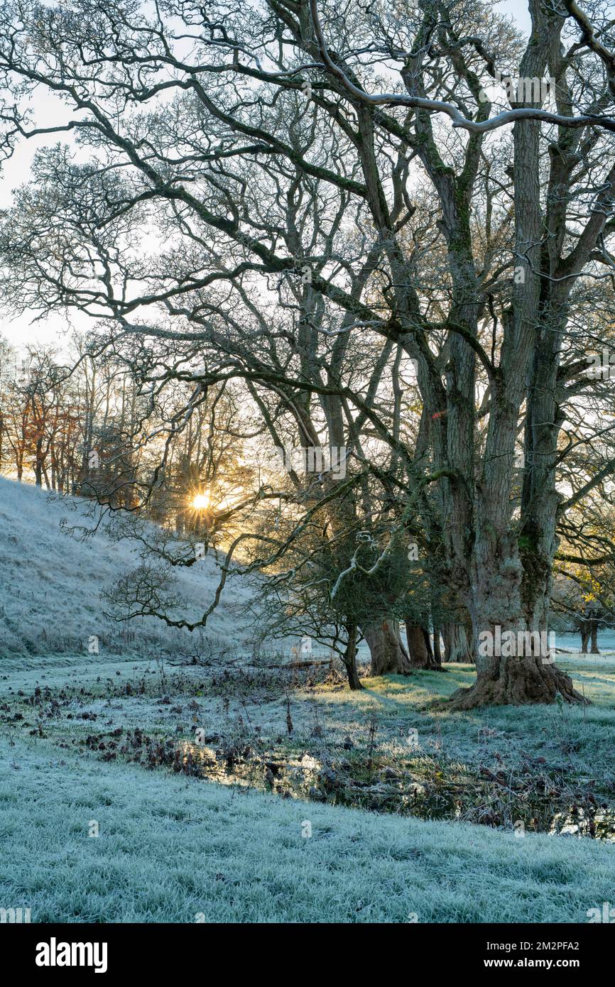 Trees and frost along the river leach on the Hatherop estate in the ...