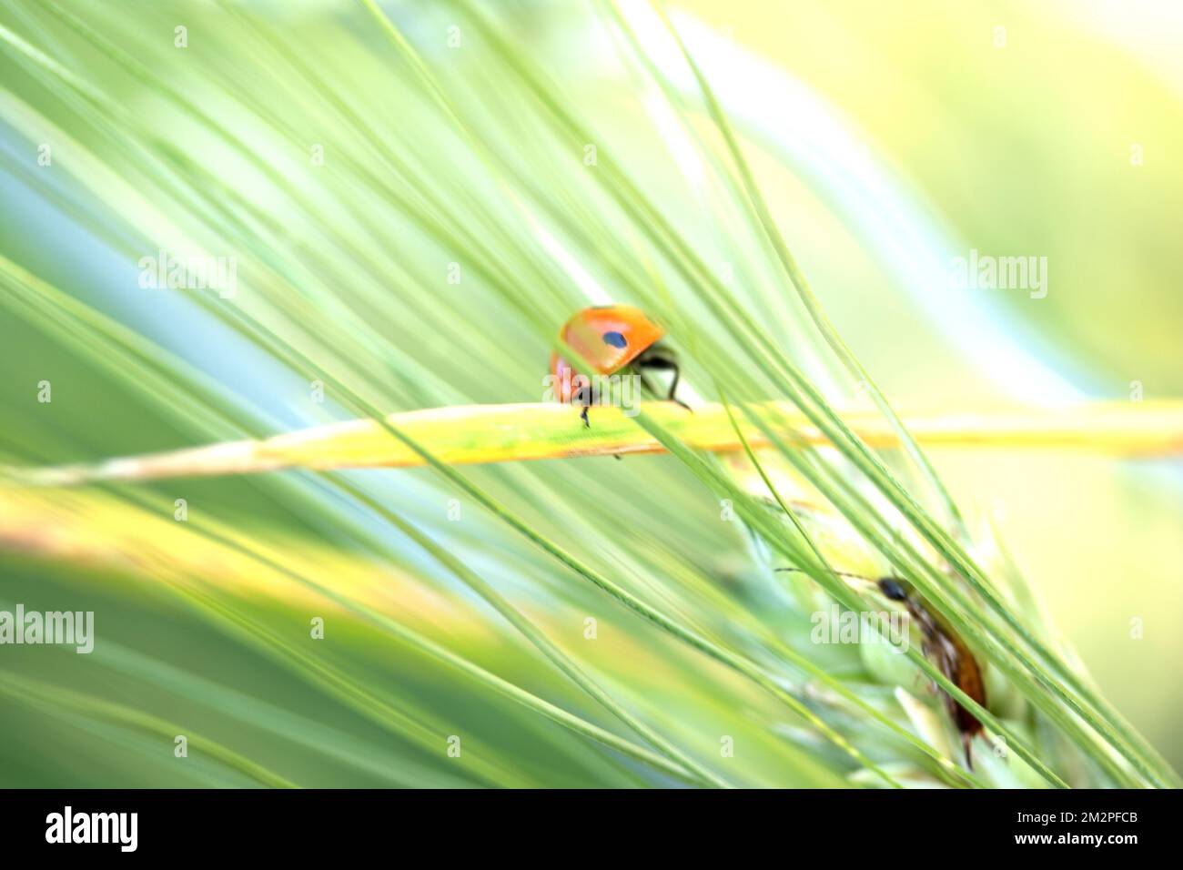Ladybug on a stem of grass Stock Photo - Alamy