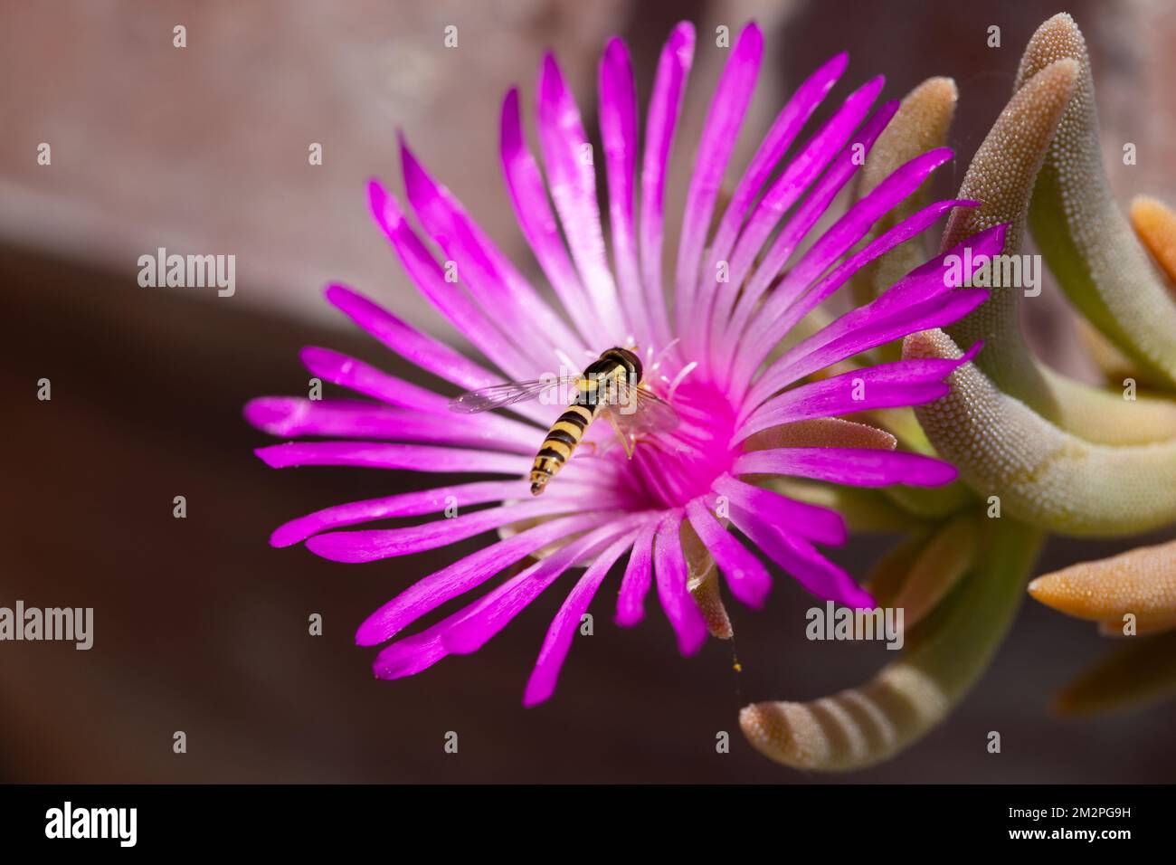 Bee wing close up image hi-res stock photography and images - Alamy
