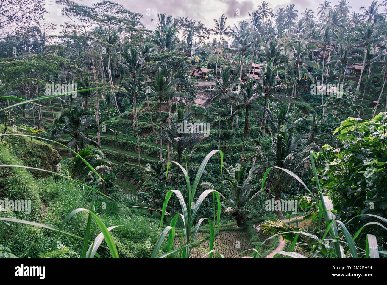 Rice terraces tegalalang. Bali. View of the cascading rice fields ...
