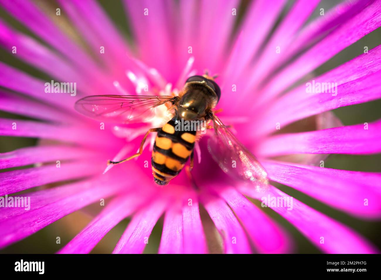 Bee sign on grass hi-res stock photography and images - Alamy