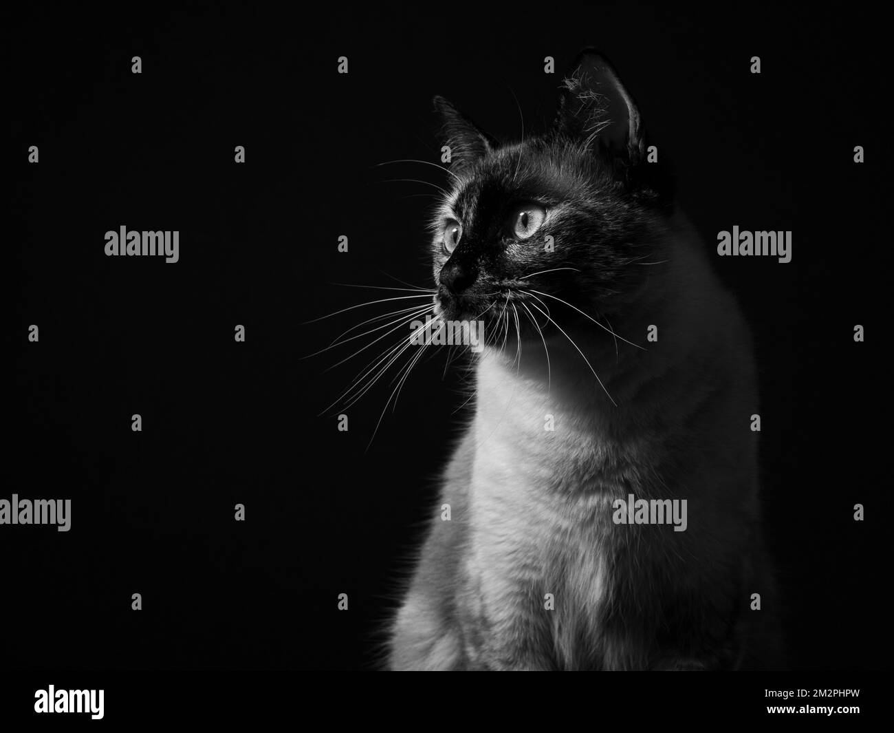 Bnw cat Black and White Stock Photos & Images - Alamy