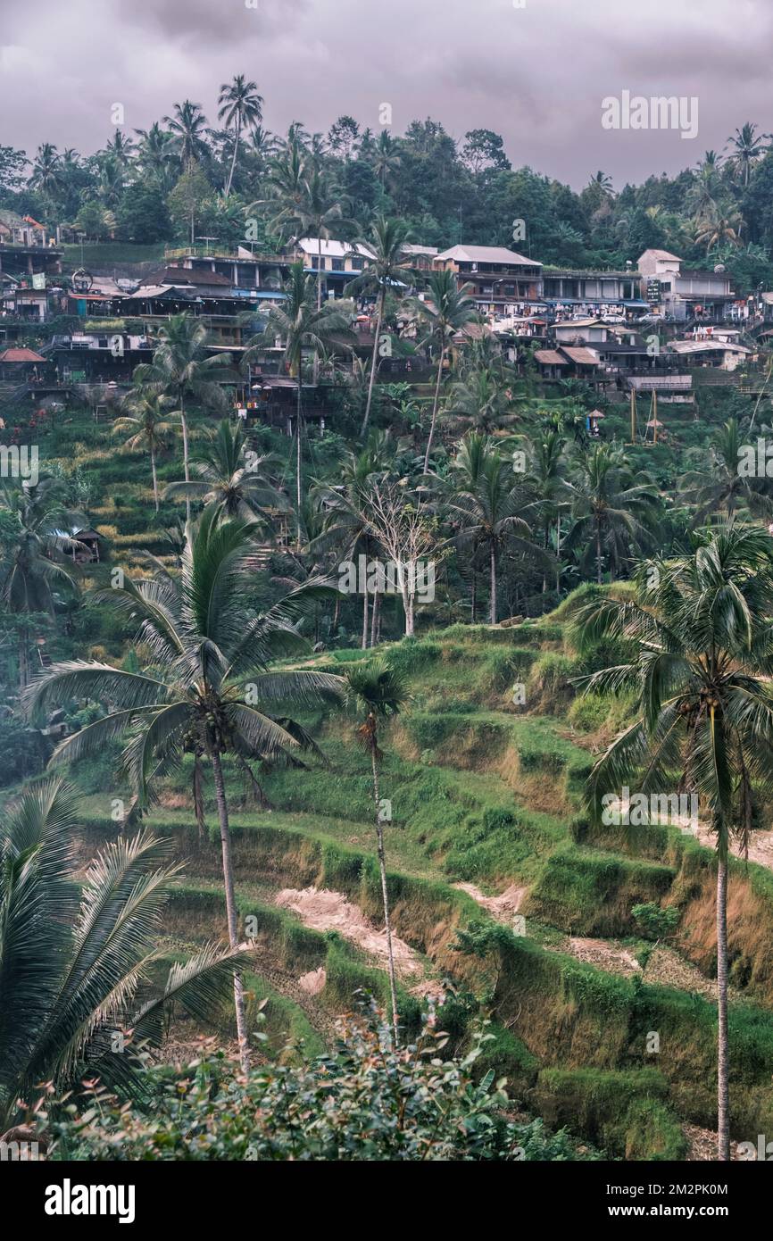 Vertical view of rice terraces of tegalalang in center of island of ...