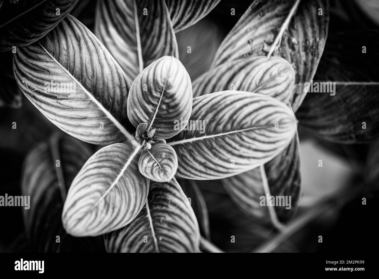 Nature abstract top view. Black and white leaf pattern nature dark ...