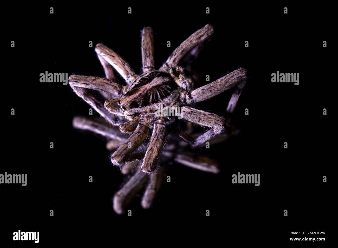 Wolf spider insect hi-res stock photography and images - Alamy