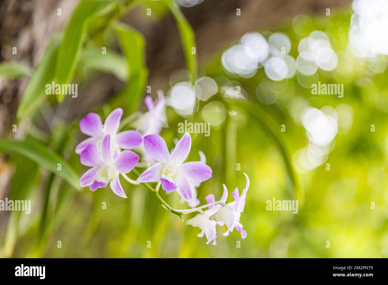 Orchid flower for postcard beauty and agriculture design. Beautiful ...