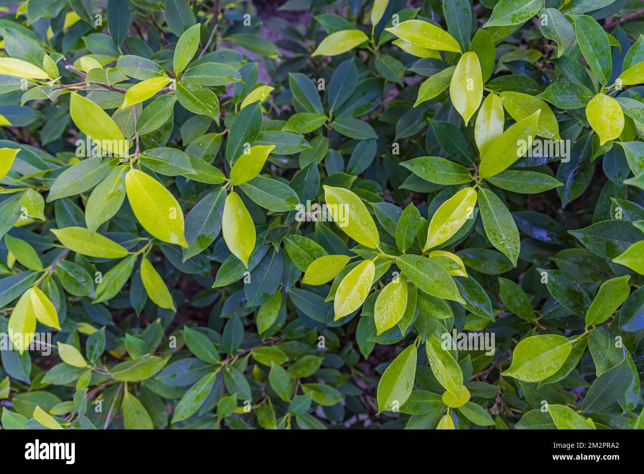 Green leaves pattern background, Natural background, wallpaper ...