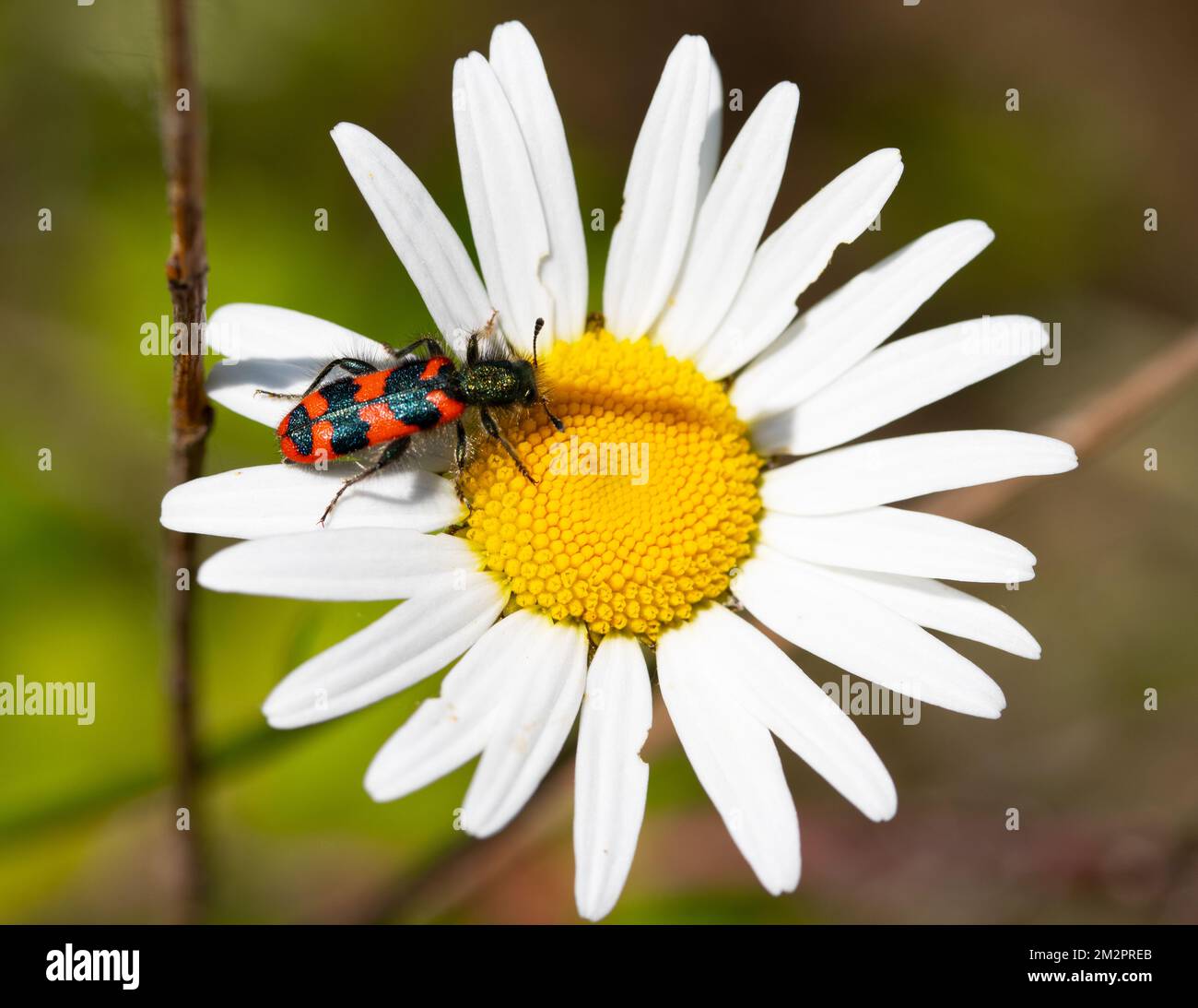 insect on daisy Stock Photo - Alamy