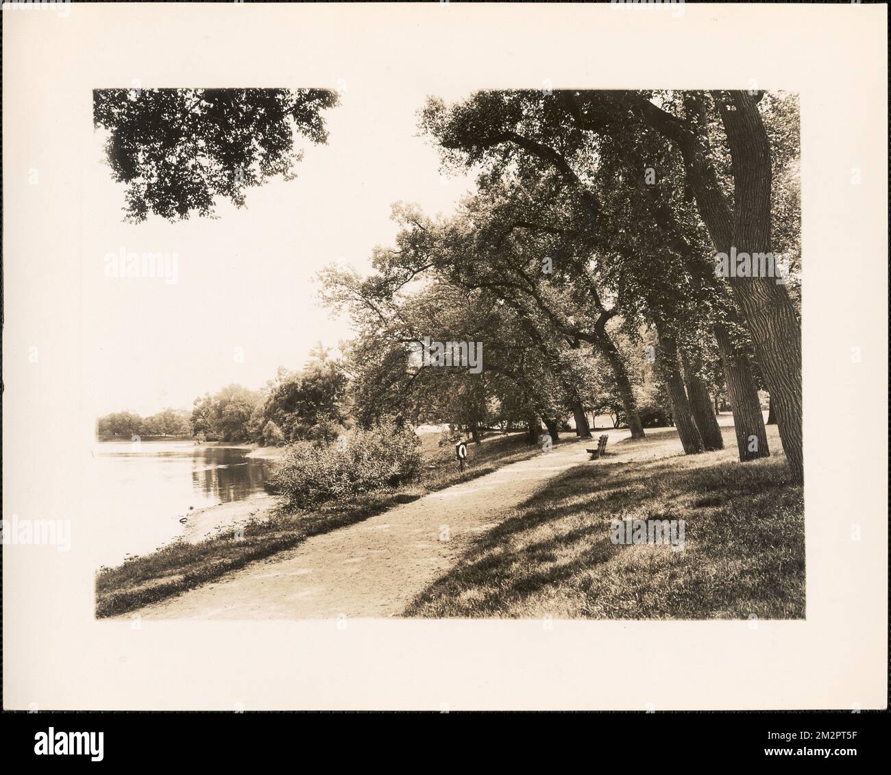 Elm trees at Jamaica Pond , Lakes & ponds, Elms. Leon Abdalian ...