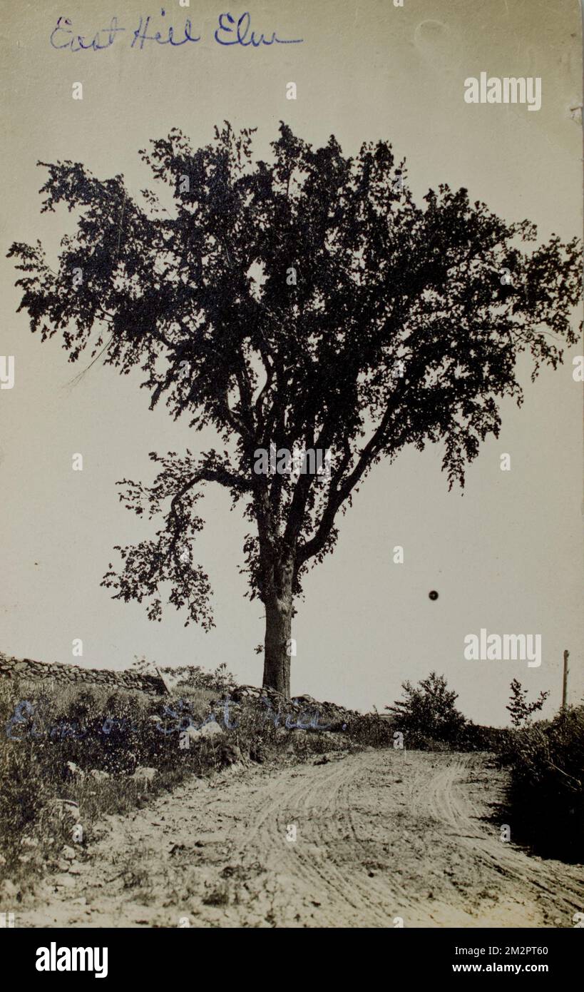 Elm tree on East Hill , Elms, Hills Stock Photo - Alamy