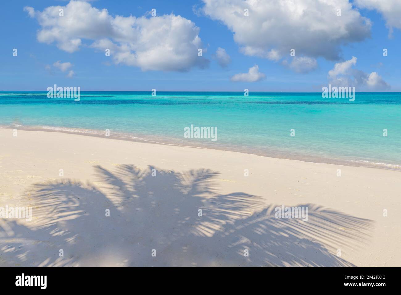 Paradise beach sunny white sand and coco palms leaves shadows. Summer ...
