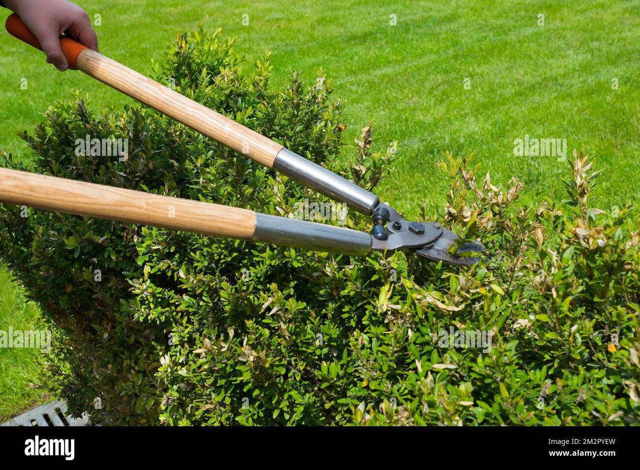 A gardener cutting bushes with scissors at the nature background ...