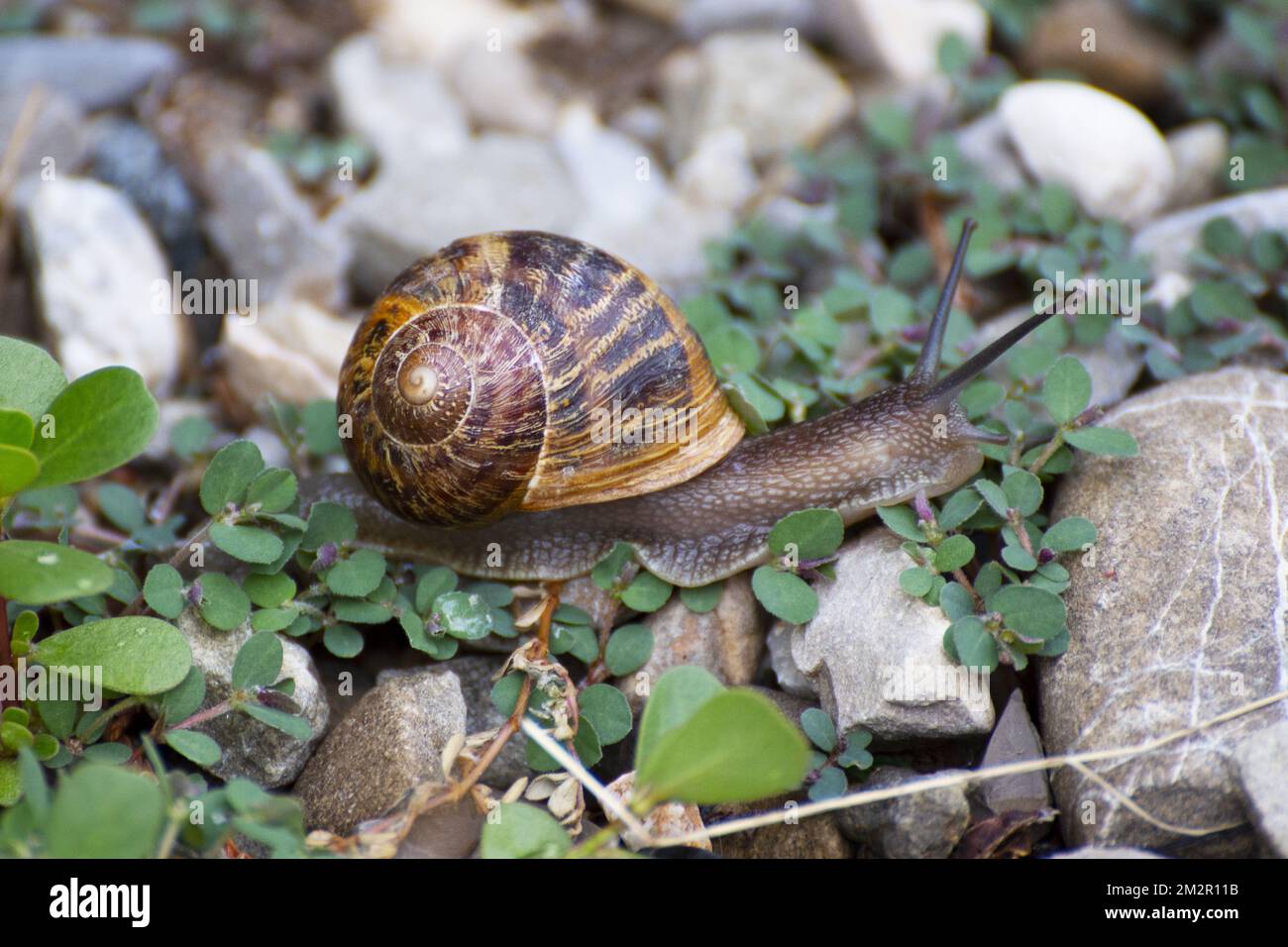 Giant land snails Stock Photo - Alamy