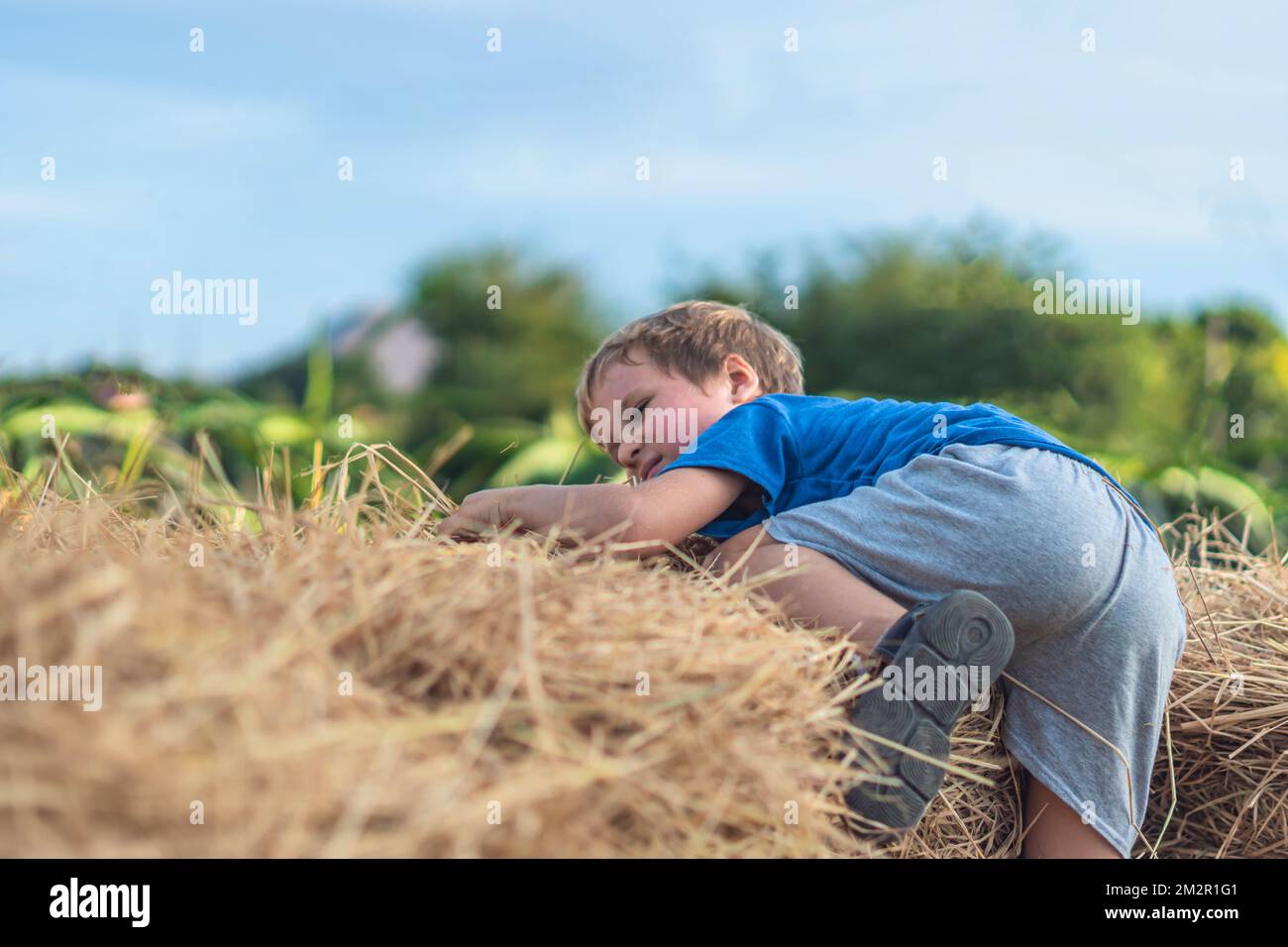 Boy blue t-shirt smile play climbs on down haystack bales of dry hay ...