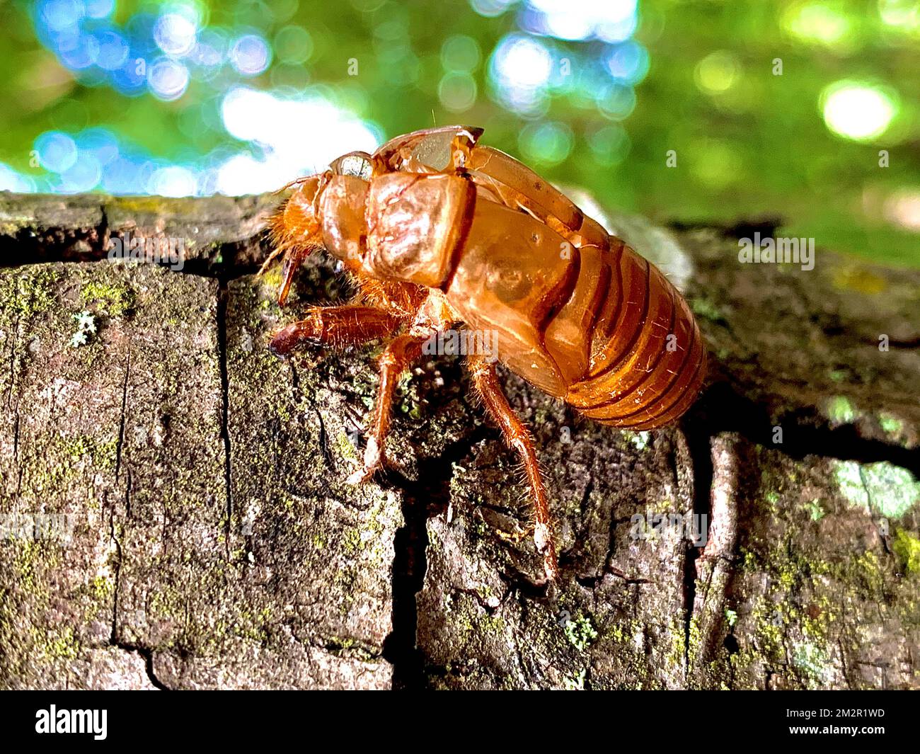 Quesada gigas (Cicadidae), chicharra gigante, exuvia pupa Stock Photo ...