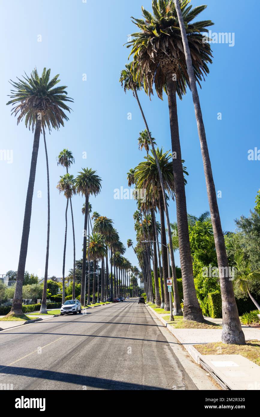 Beverly Hills street with tall palm trees. Los Angeles, California ...