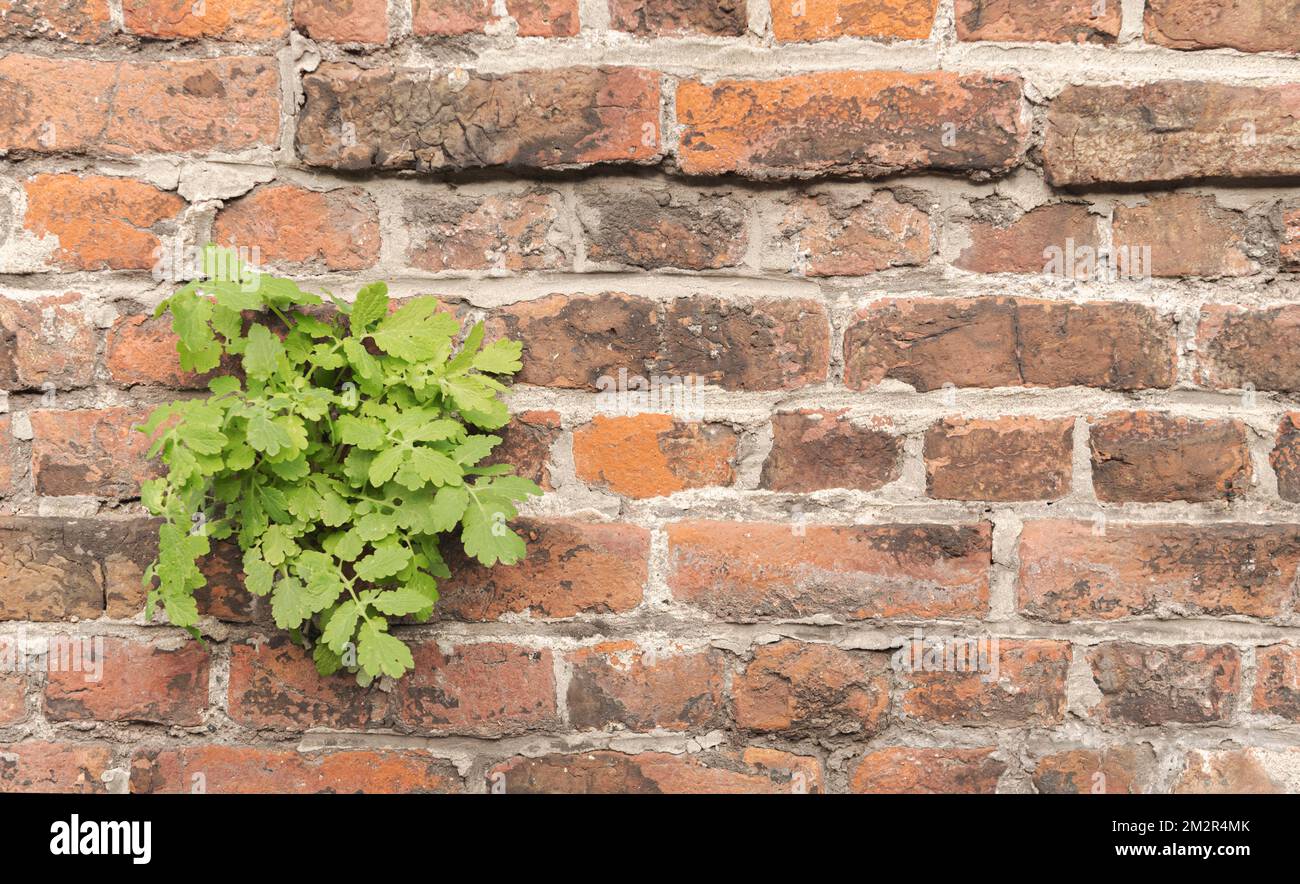 A plant sprouting through a brick wall Stock Photo - Alamy