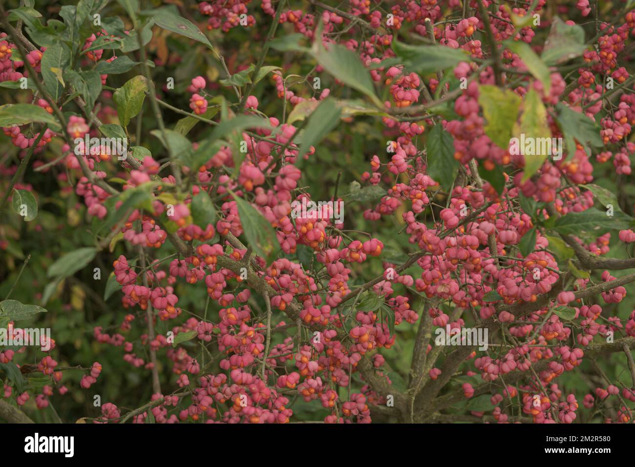 Autumn fruits and flowers of wild-growing berries of red pink color on ...