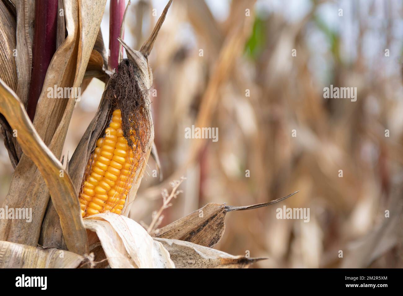 Corn stalks and ears in the field in late October after harvest Stock ...