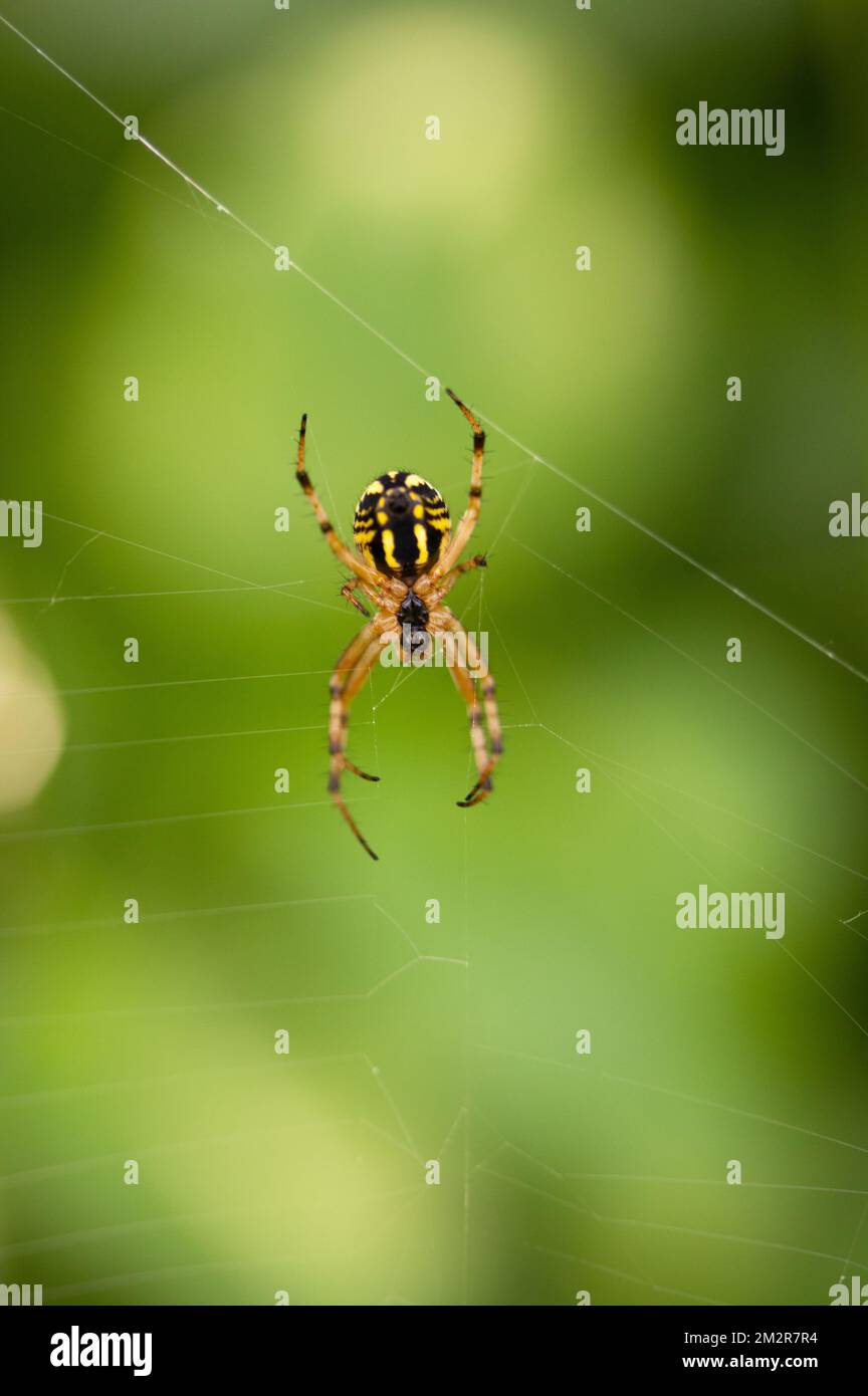 wasp spider insect Stock Photo - Alamy