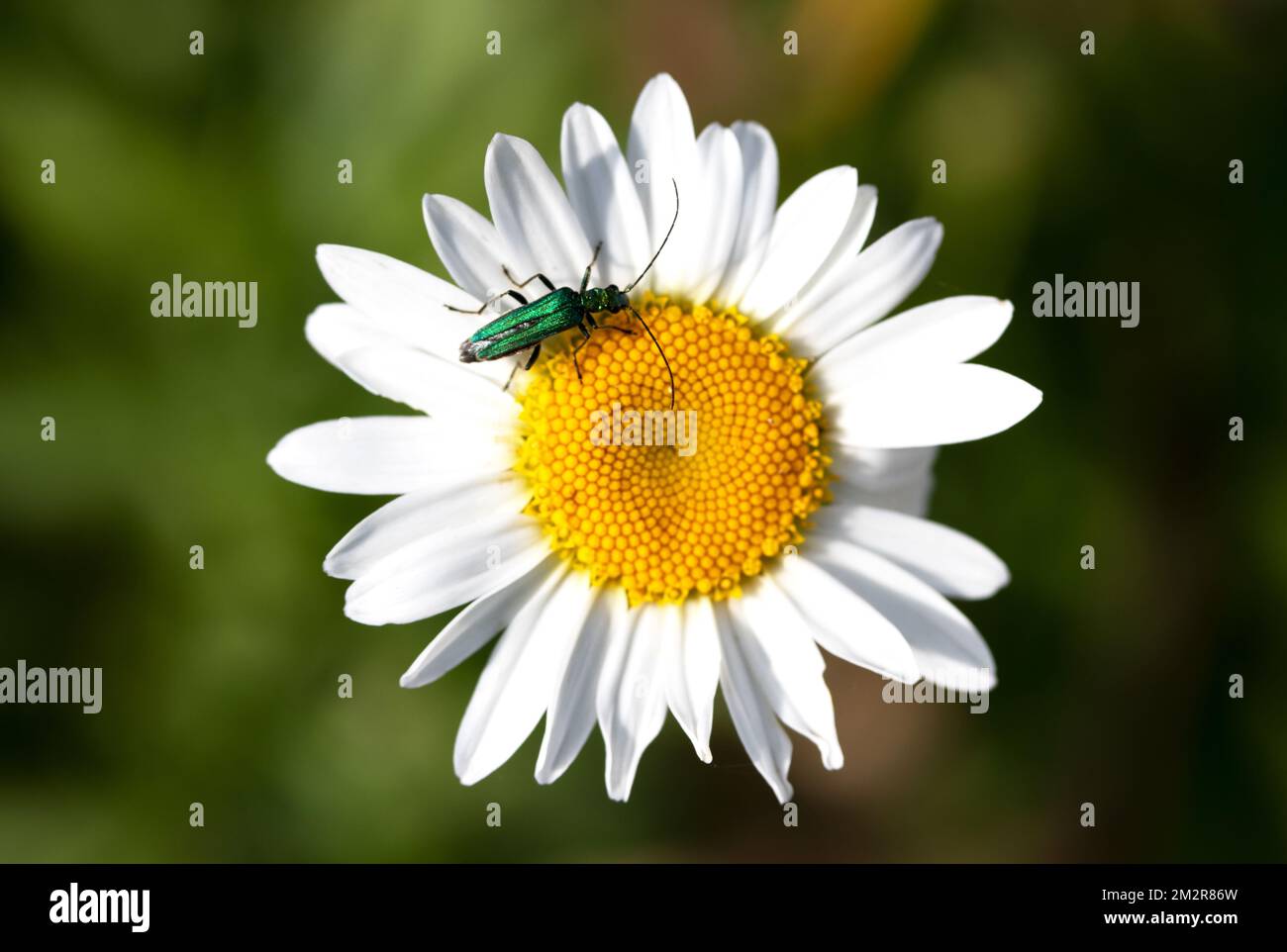 Bright coloured beetle hi-res stock photography and images - Alamy