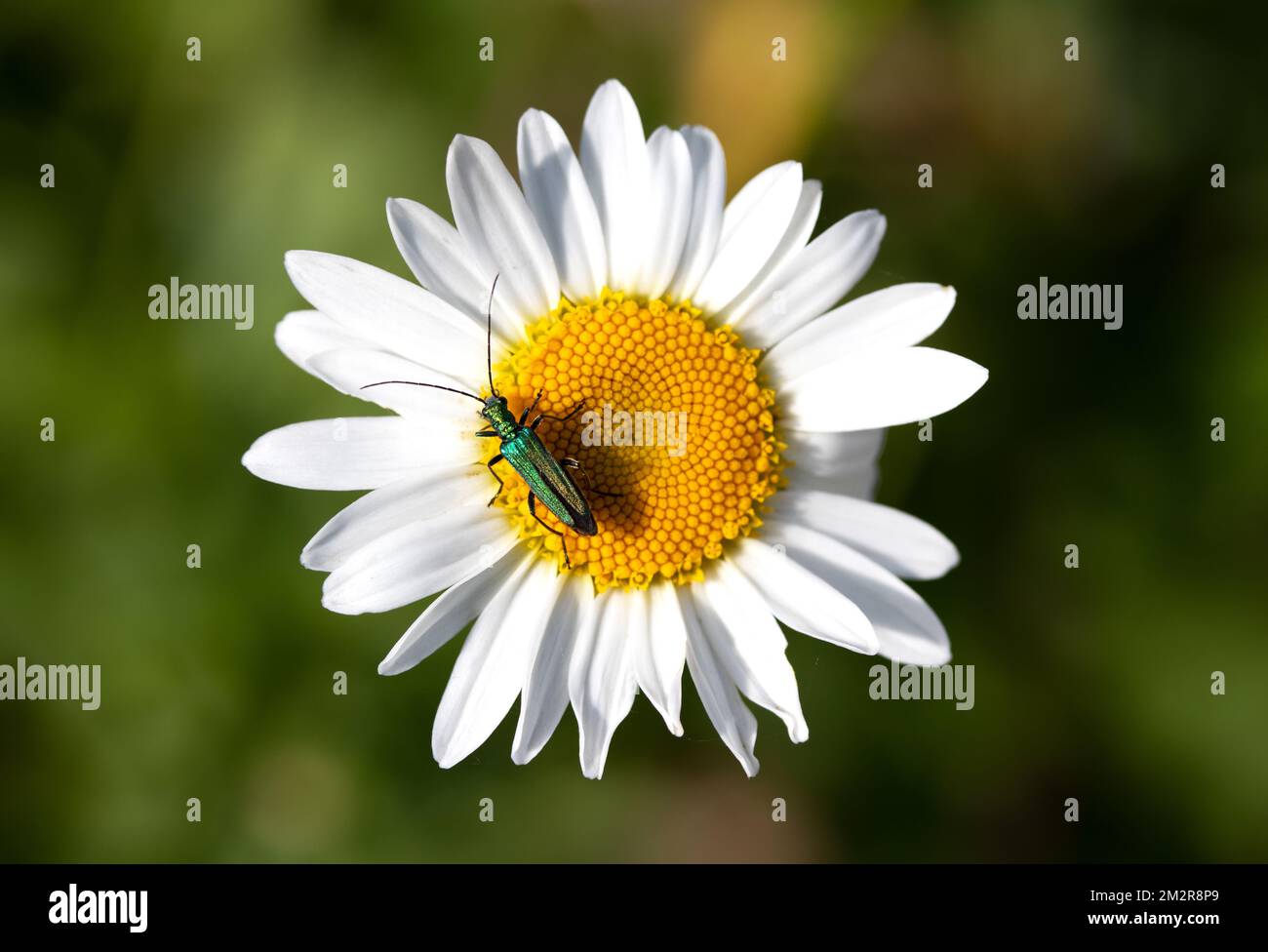 Bright coloured beetle hi-res stock photography and images - Alamy