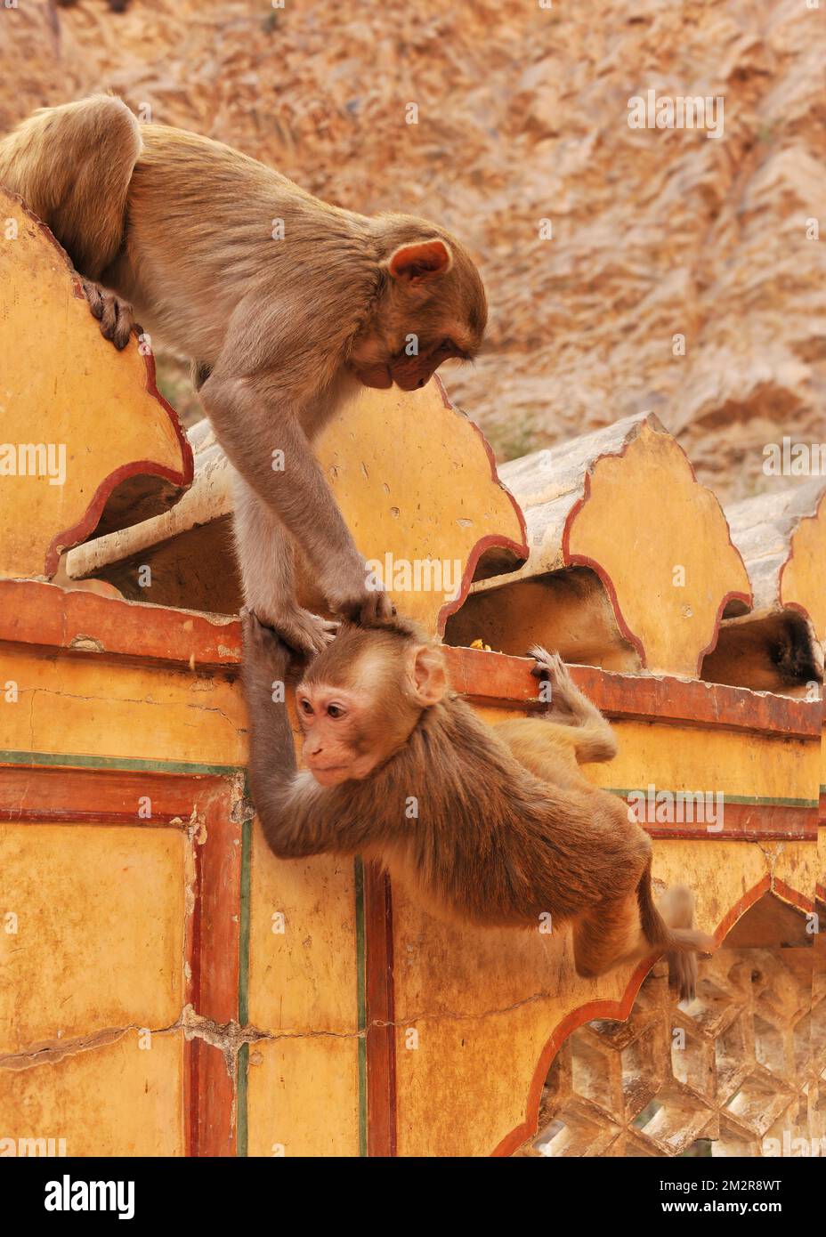 Mother helping baby monkey scale a wall - Monkey Temple, Bhangarh Fort ...