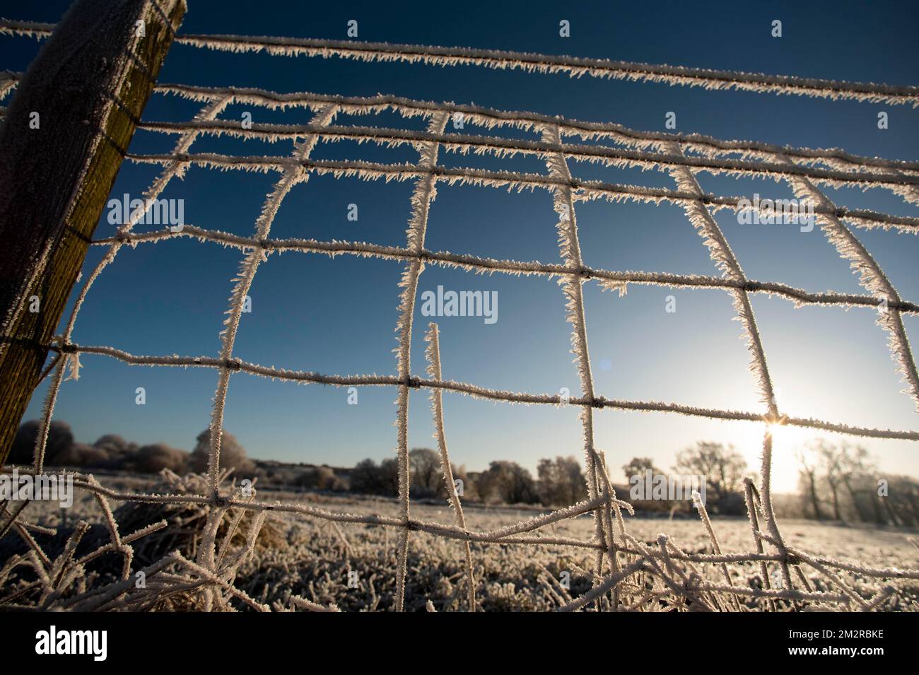 14th December, Lochwinnoch, Renfrewshire, Scotland Ice crystals formed ...