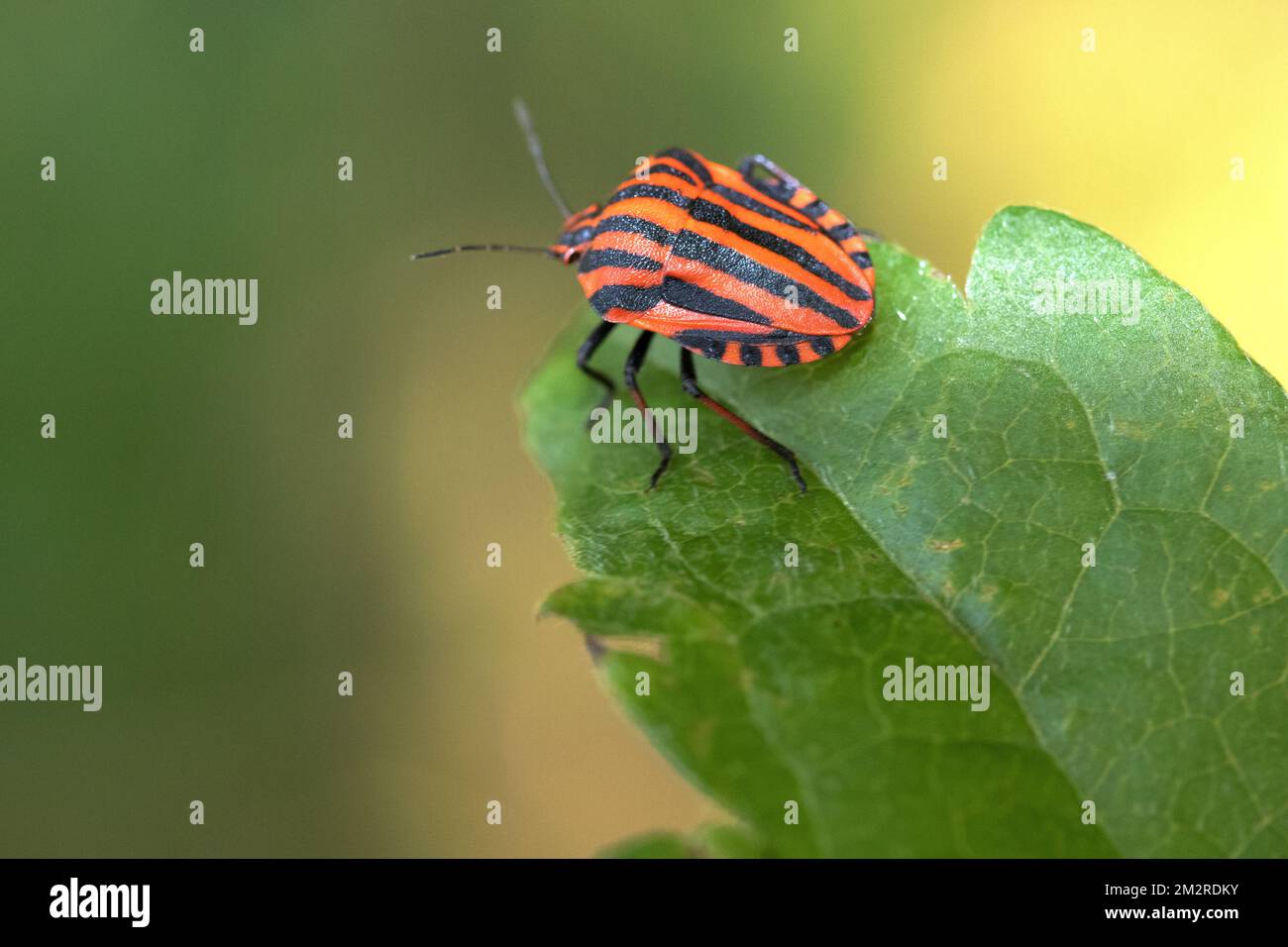 Strimlus (Graphosoma italicum) plant bug Stock Photo - Alamy