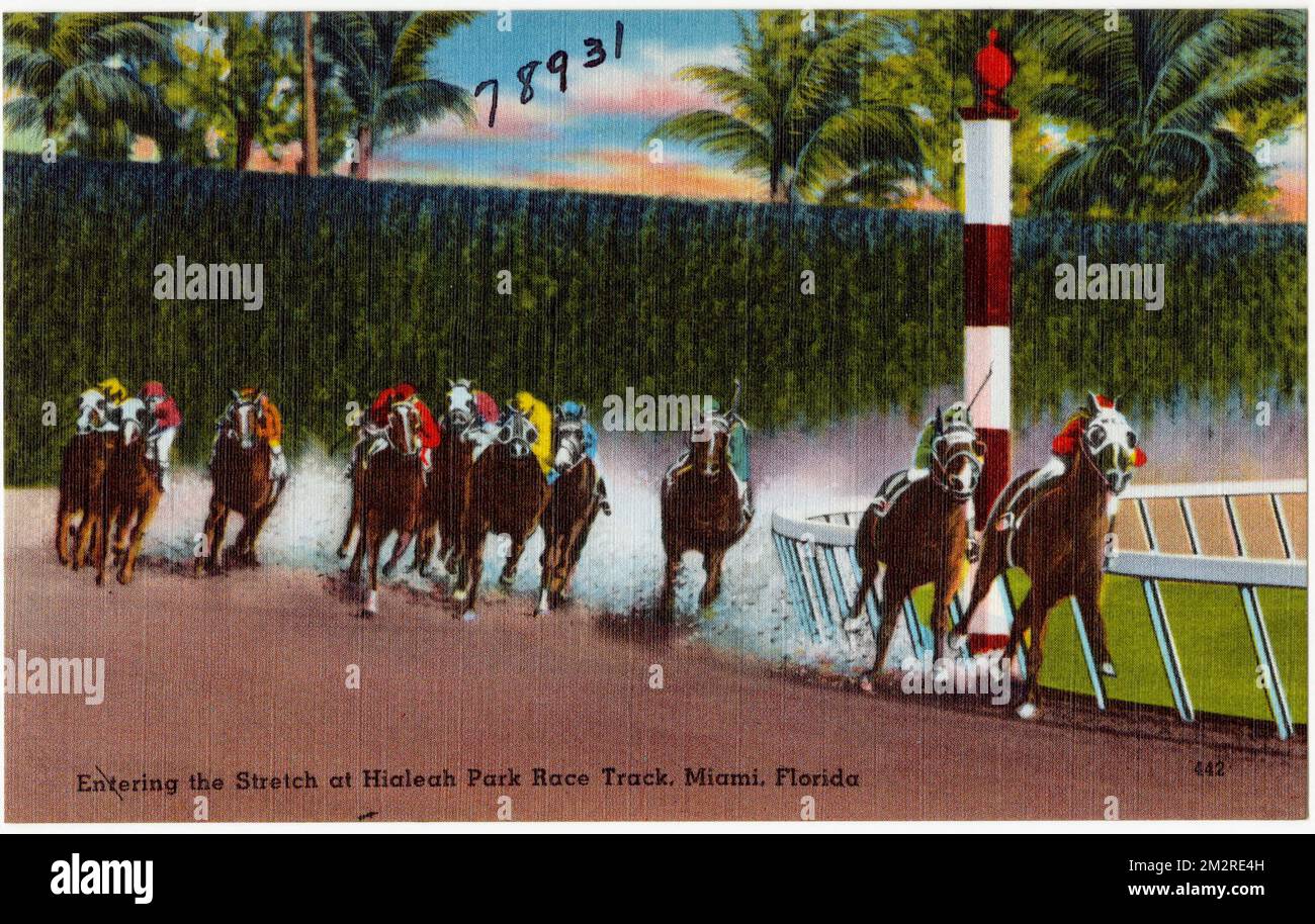 Entering the stretch at Hialeah Park race track, Miami, Florida ...