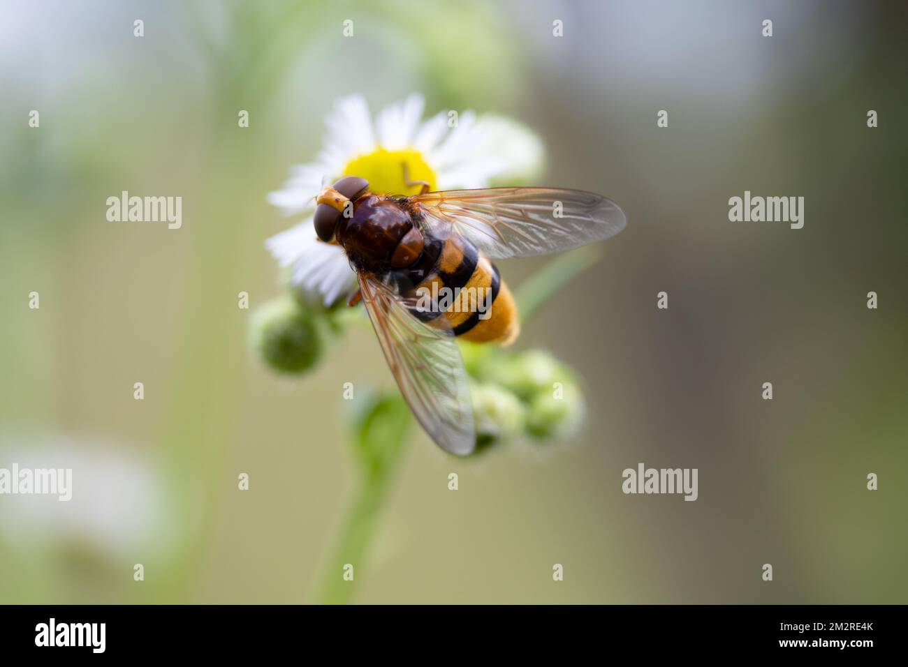 Bee on flower Stock Photo - Alamy