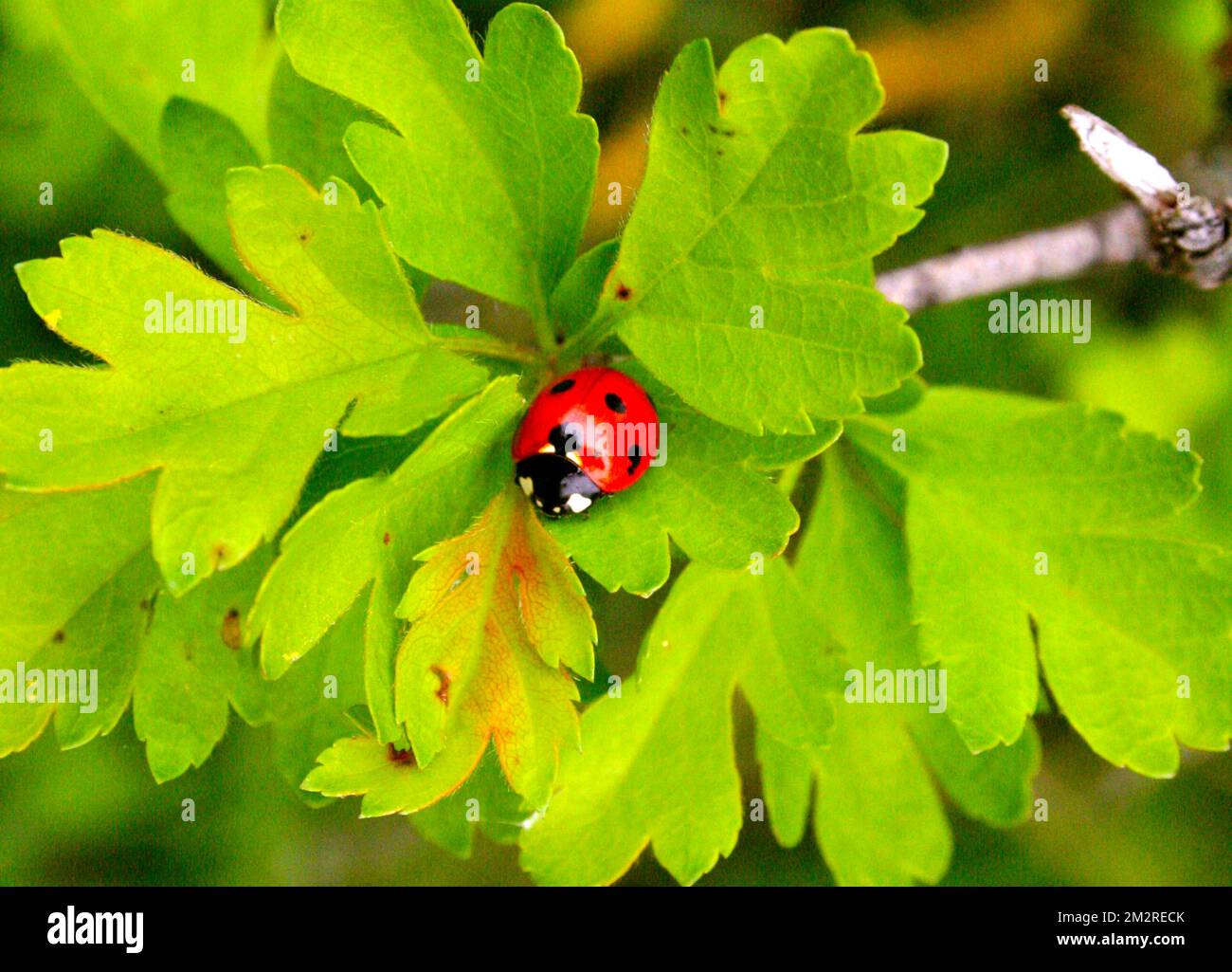 Ladybird ladybug morning dew hi-res stock photography and images - Alamy
