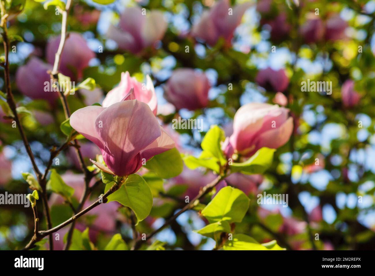 backlit magnolia flowers. floral background in the park. spring holiday ...