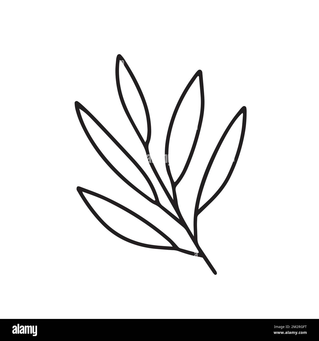 Collection hand drawn leaves Black and White Stock Photos & Images - Alamy