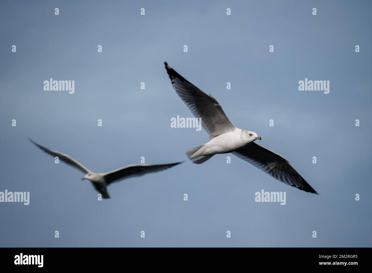 The common seagulls flying in the air Stock Photo - Alamy