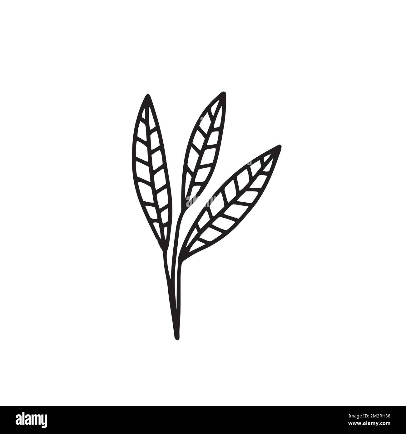 Hand drawn branch with leaves Stock Vector Image & Art - Alamy