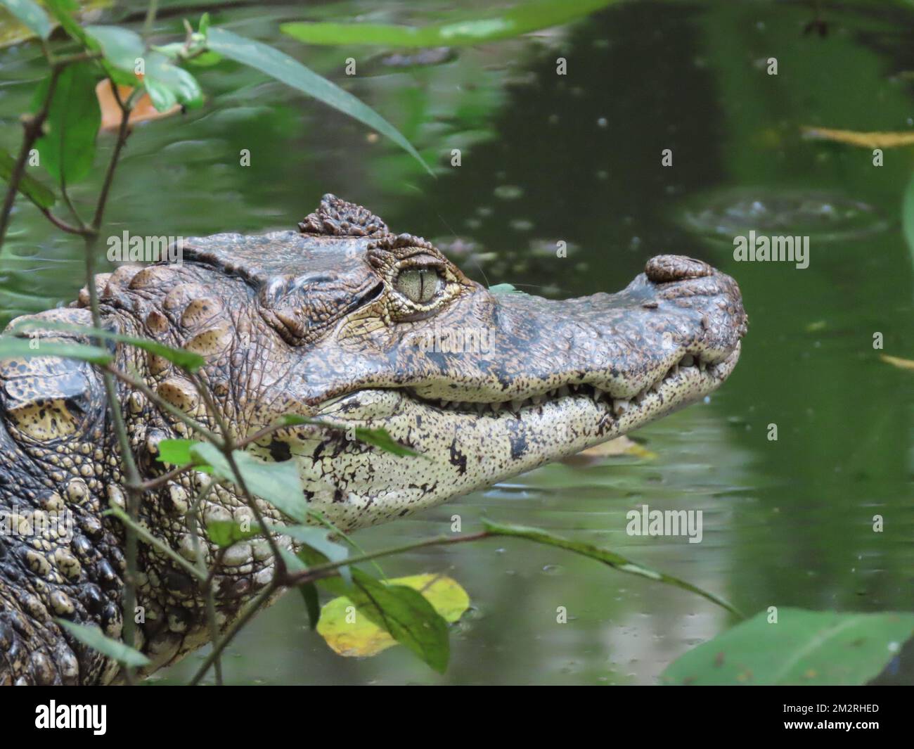 A side view of Caiman by the pond in the zoo Stock Photo - Alamy